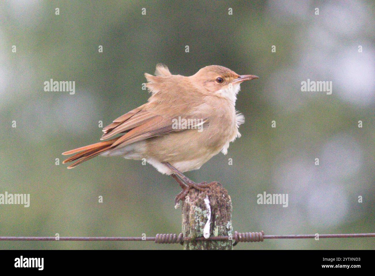 Rufous Hornero (Furnarius rufus Stock Photo - Alamy