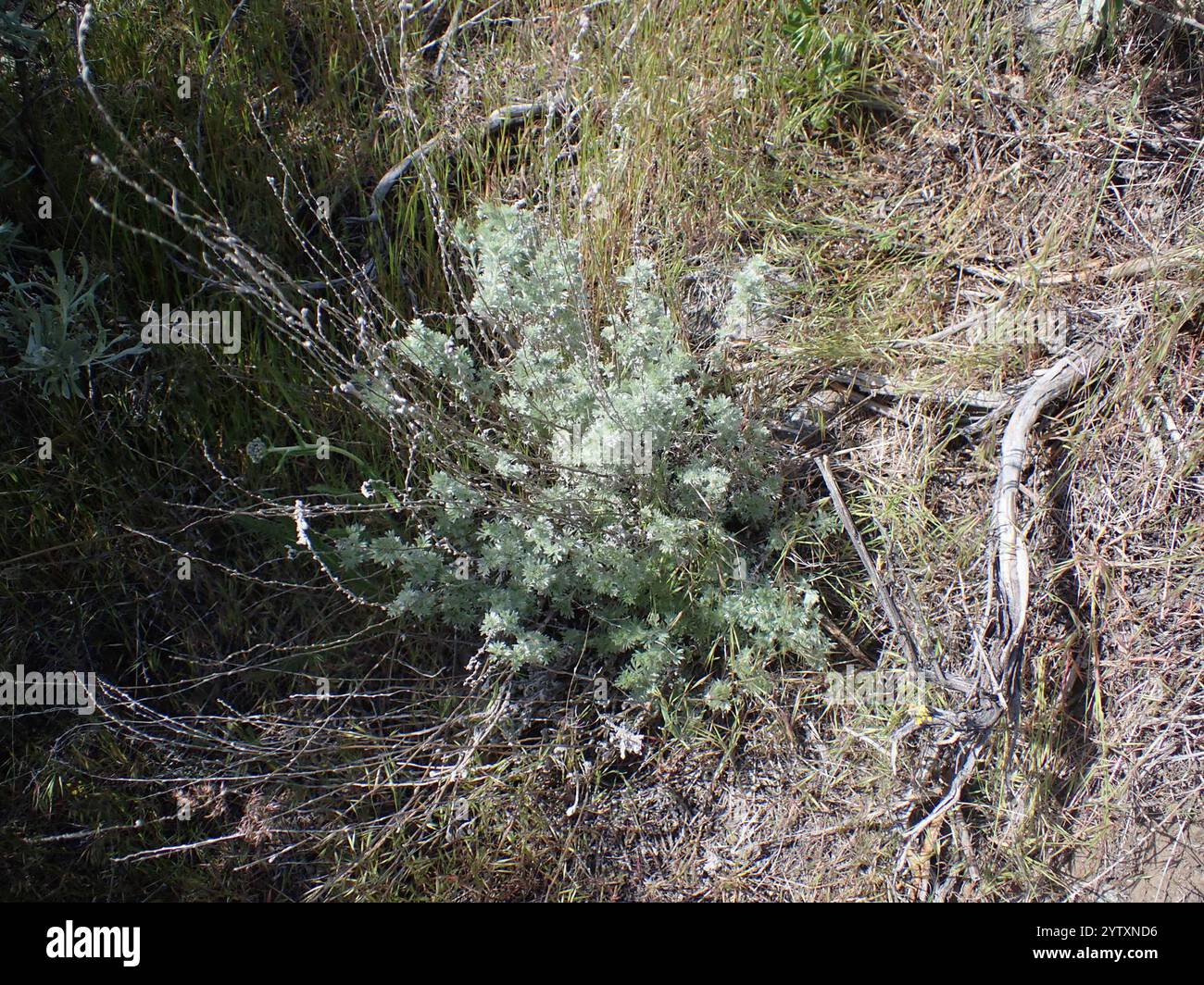 fringed sagebrush (Artemisia frigida Stock Photo - Alamy