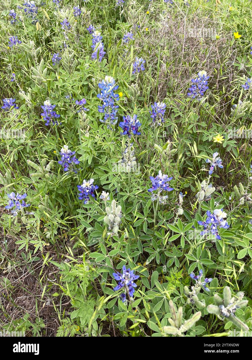 Texas bluebonnet (Lupinus texensis Stock Photo - Alamy