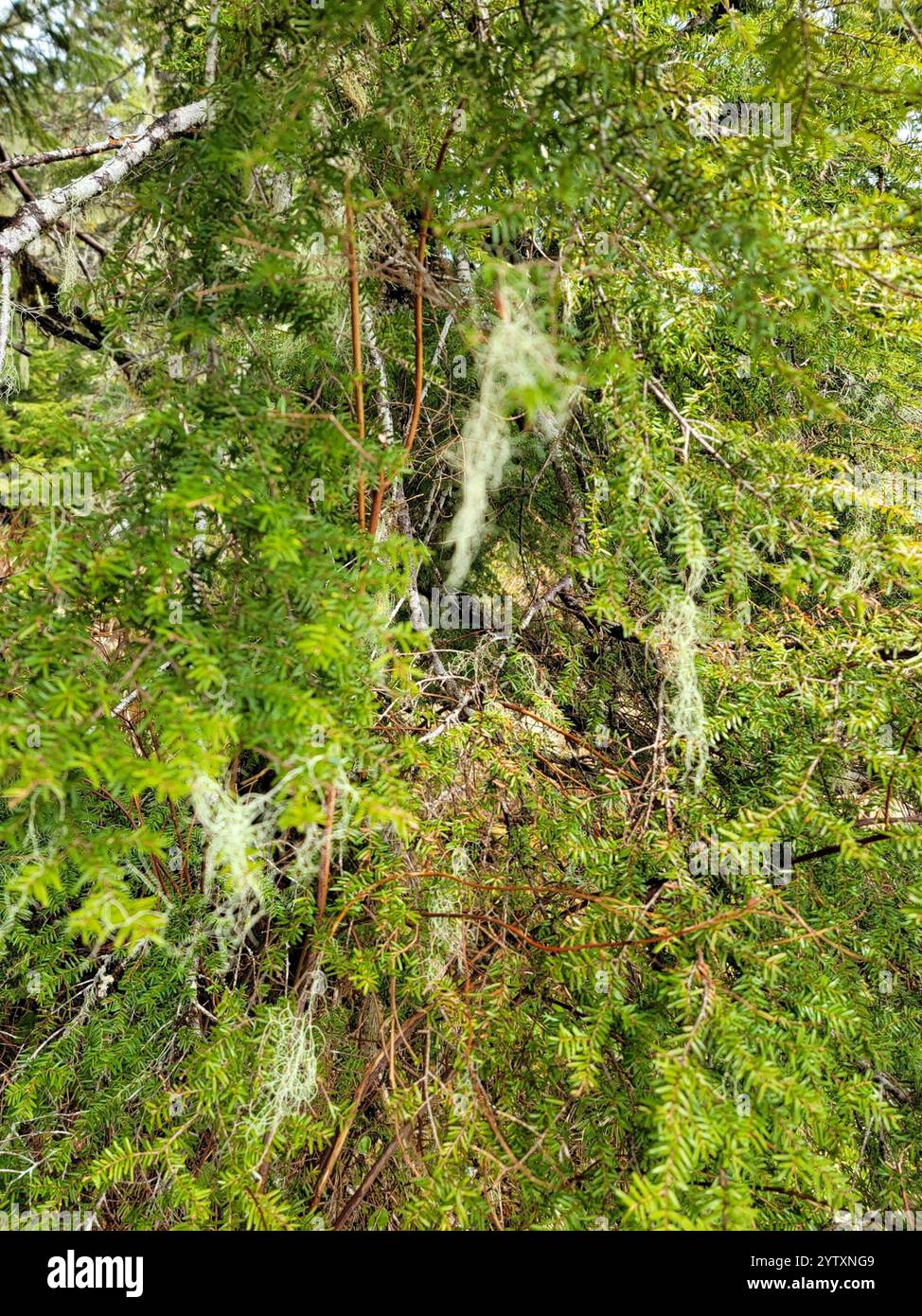 Witch's Hair (Alectoria sarmentosa Stock Photo - Alamy