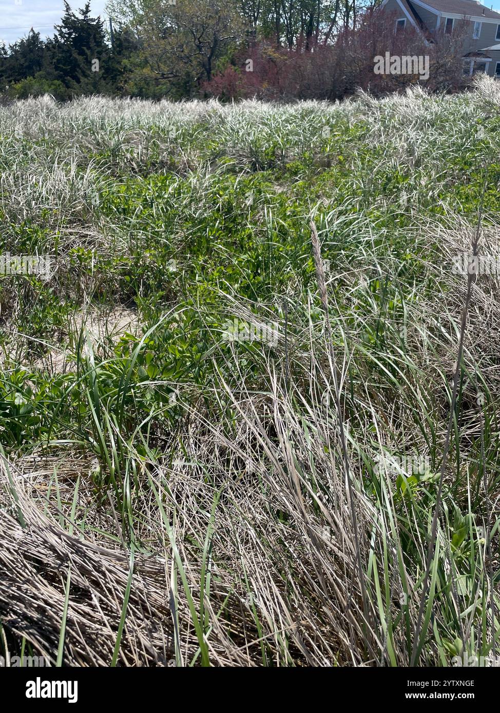 American marram grass (Calamagrostis breviligulata Stock Photo - Alamy