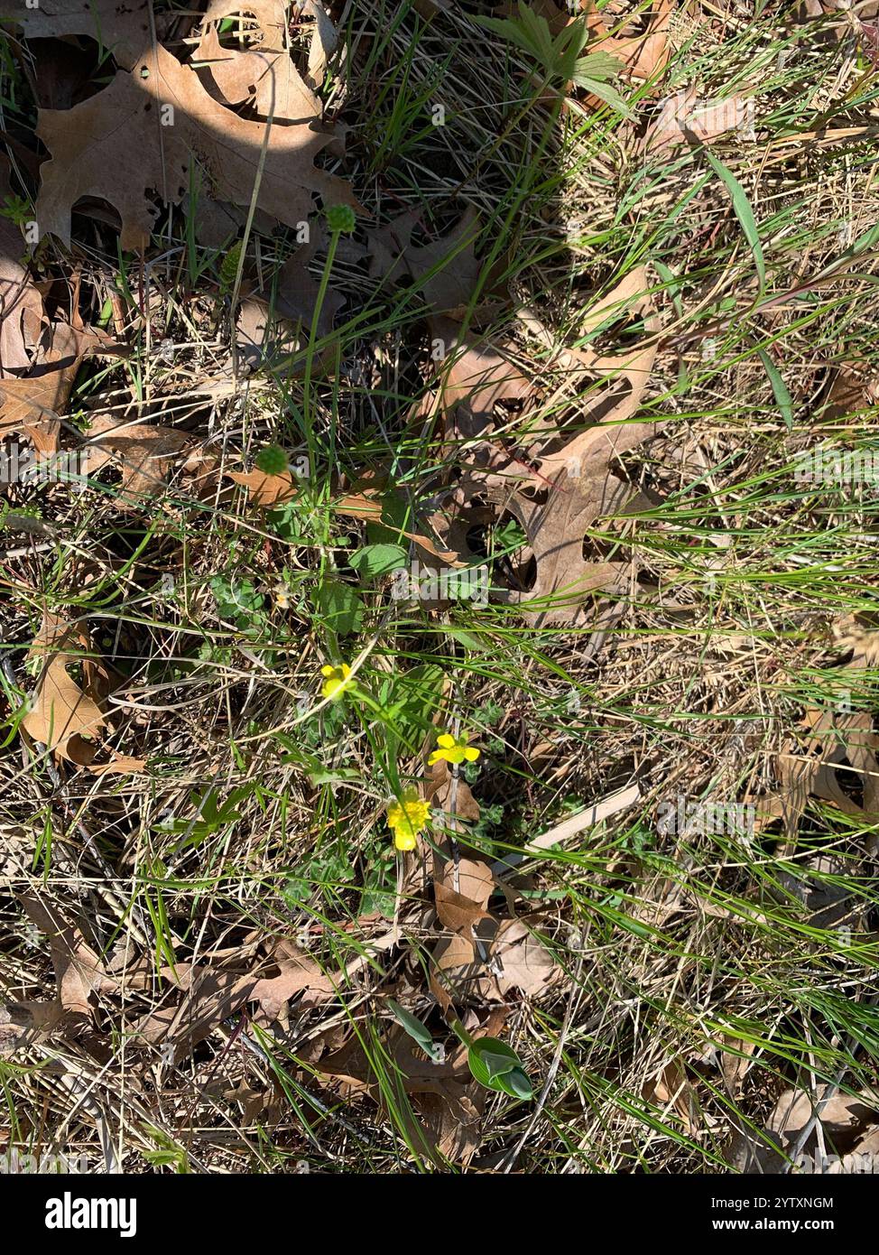 Rhomboideus hi-res stock photography and images - Alamy