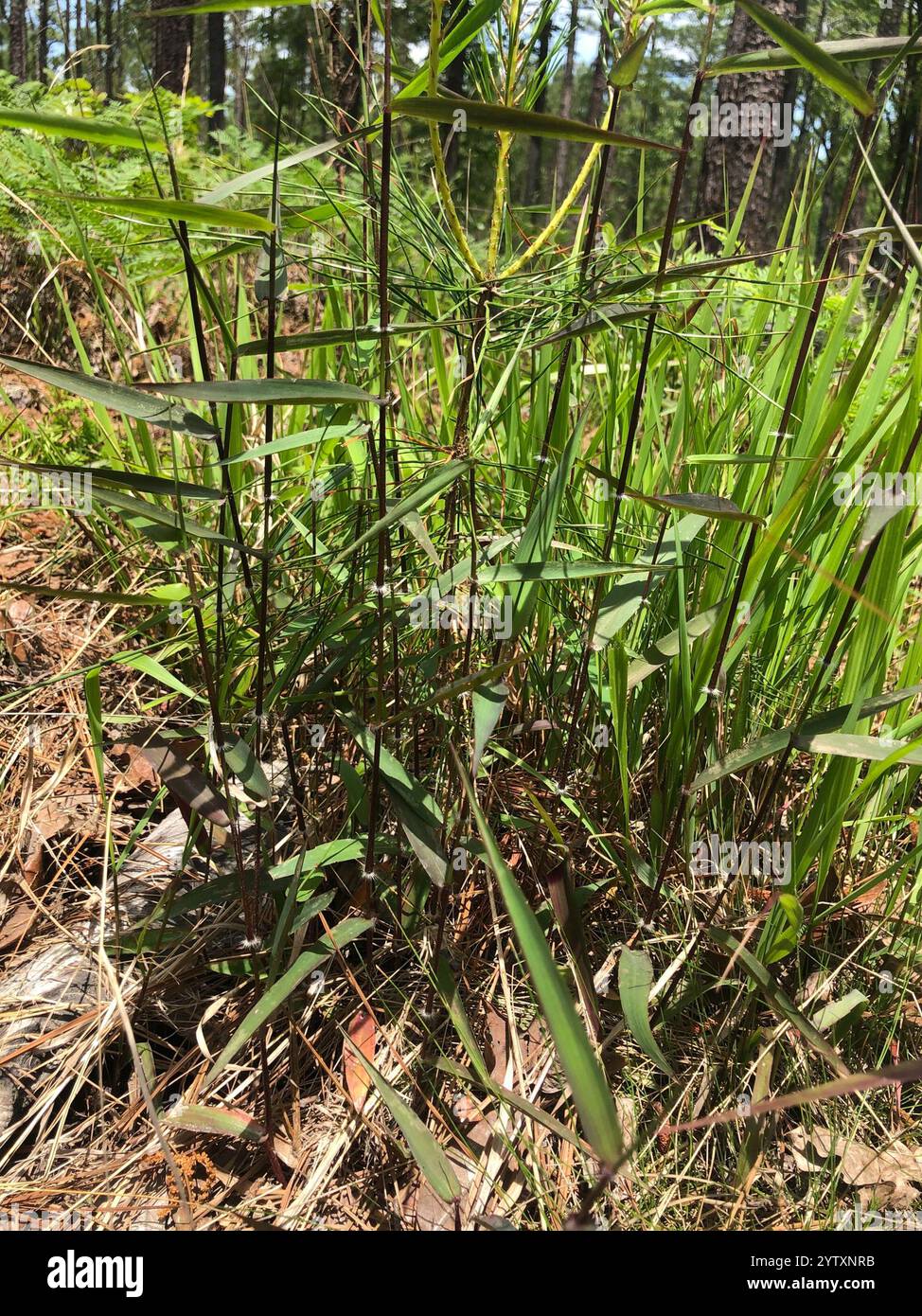 Small-fruited Witchgrass (Dichanthelium microcarpon Stock Photo - Alamy