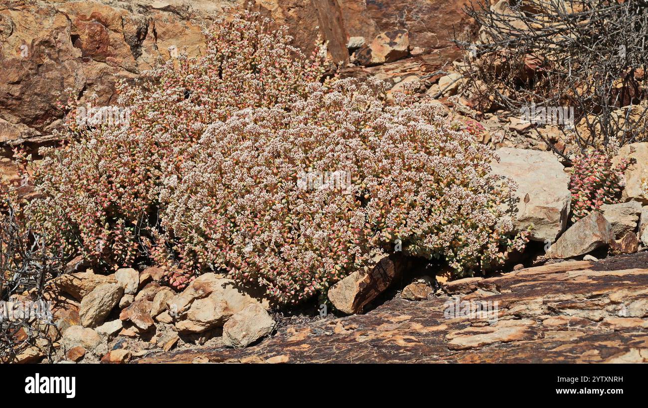 Kebab Bush (Crassula rupestris Stock Photo - Alamy