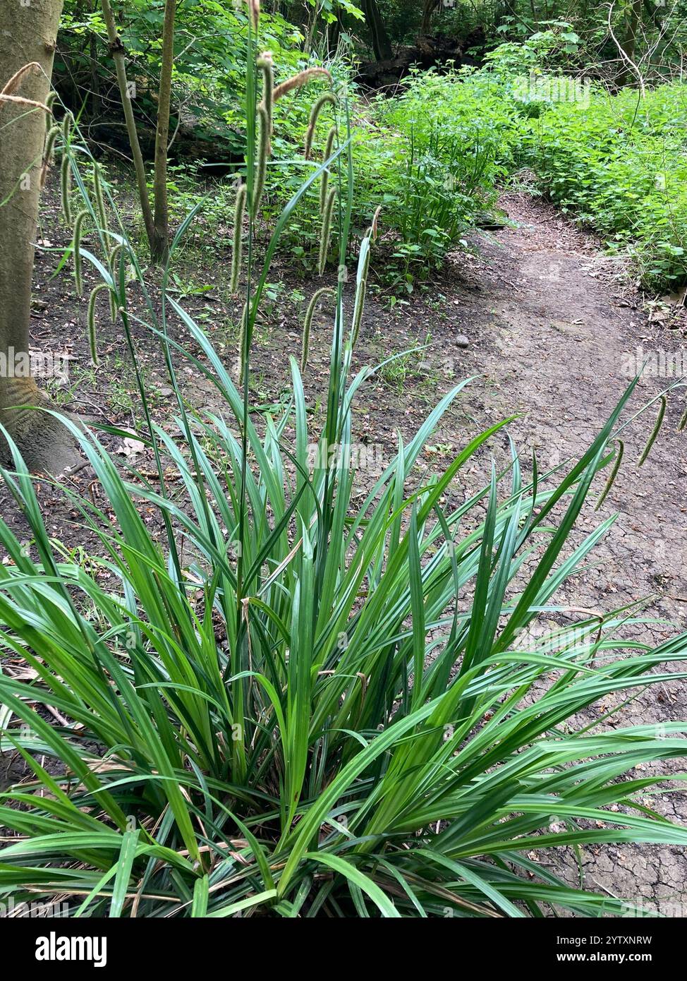 Hanging sedge (Carex pendula Stock Photo - Alamy