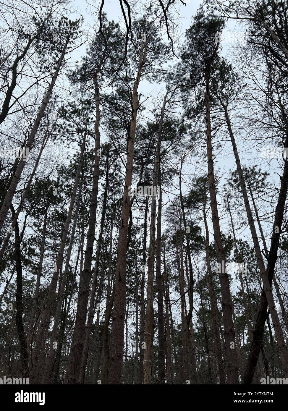 red pine (Pinus resinosa Stock Photo - Alamy