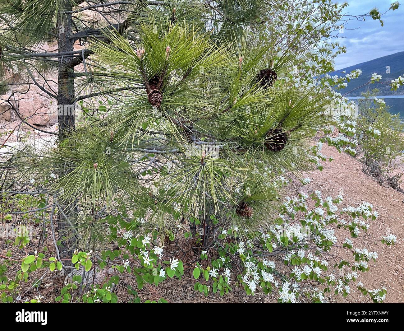 Ponderosa Pine (Pinus ponderosa Stock Photo - Alamy