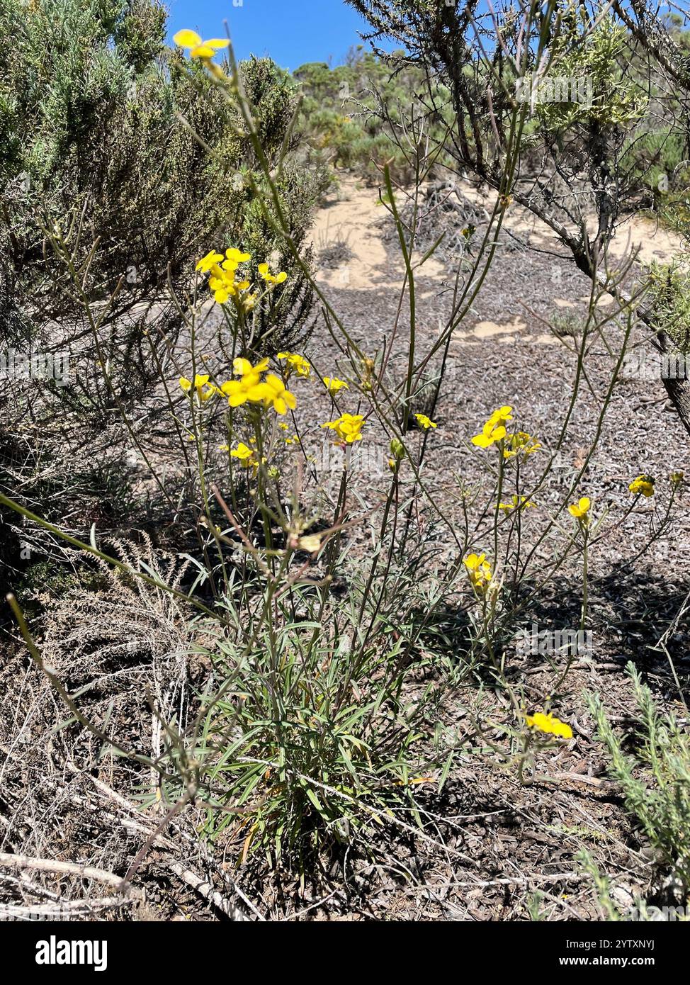 suffrutescent wallflower (Erysimum suffrutescens Stock Photo - Alamy