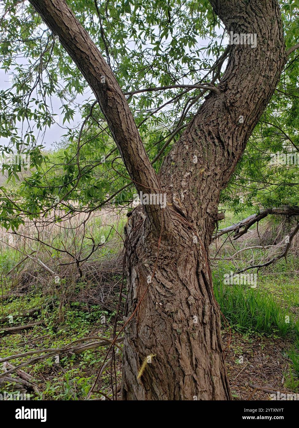 hybrid crack willow (Salix × fragilis Stock Photo - Alamy