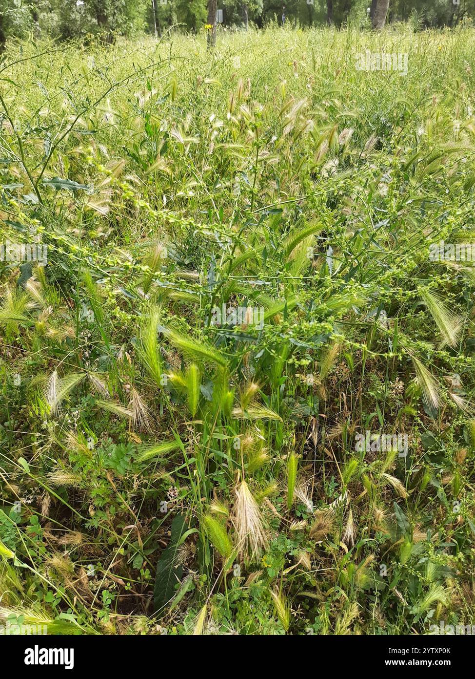 Marsh Dock (Rumex palustris Stock Photo - Alamy