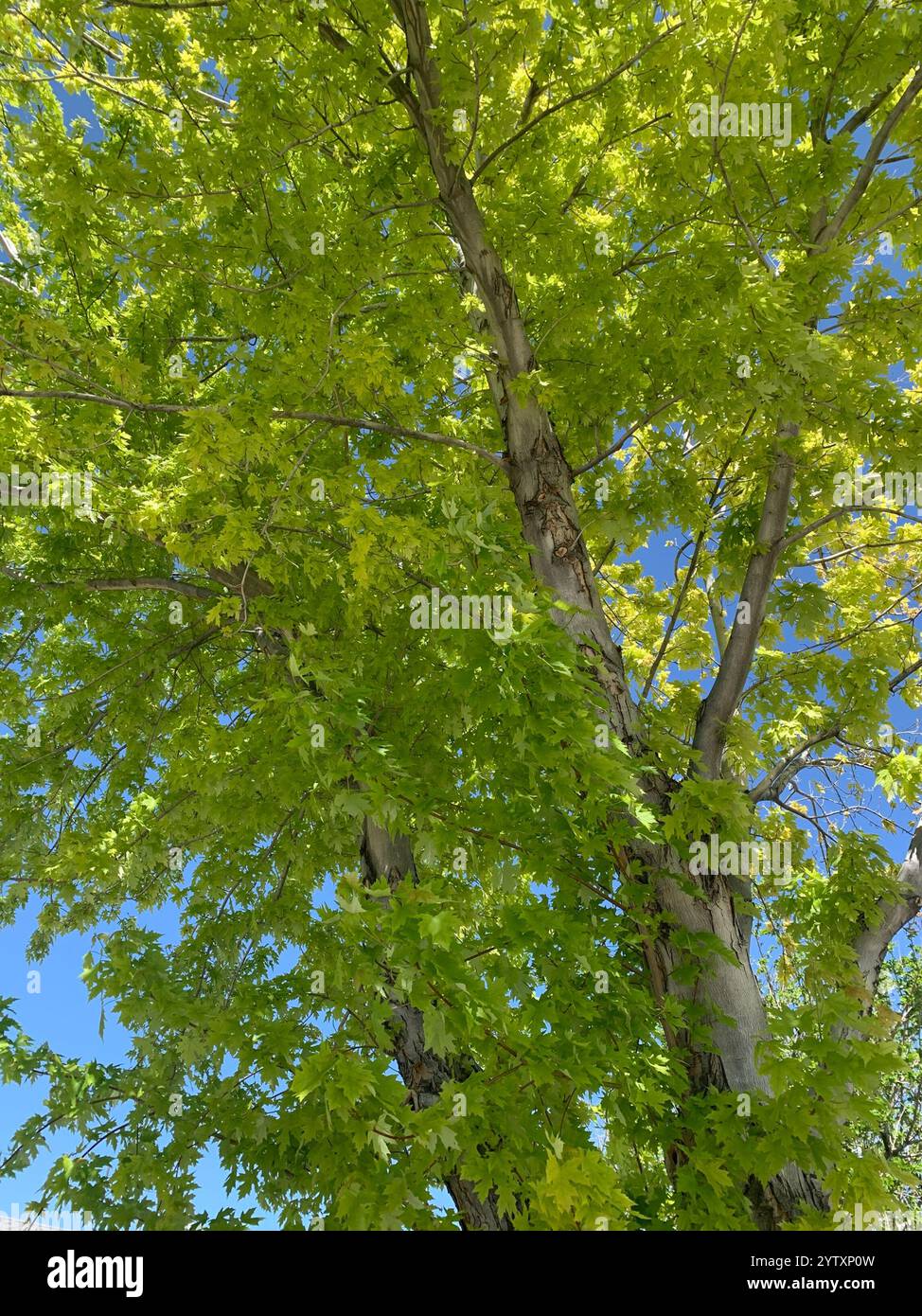 bigtooth maple (Acer grandidentatum Stock Photo - Alamy