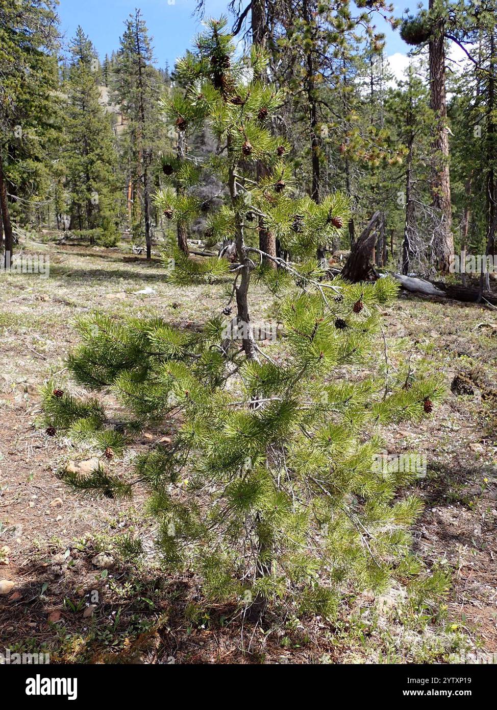 lodgepole pine (Pinus contorta Stock Photo - Alamy