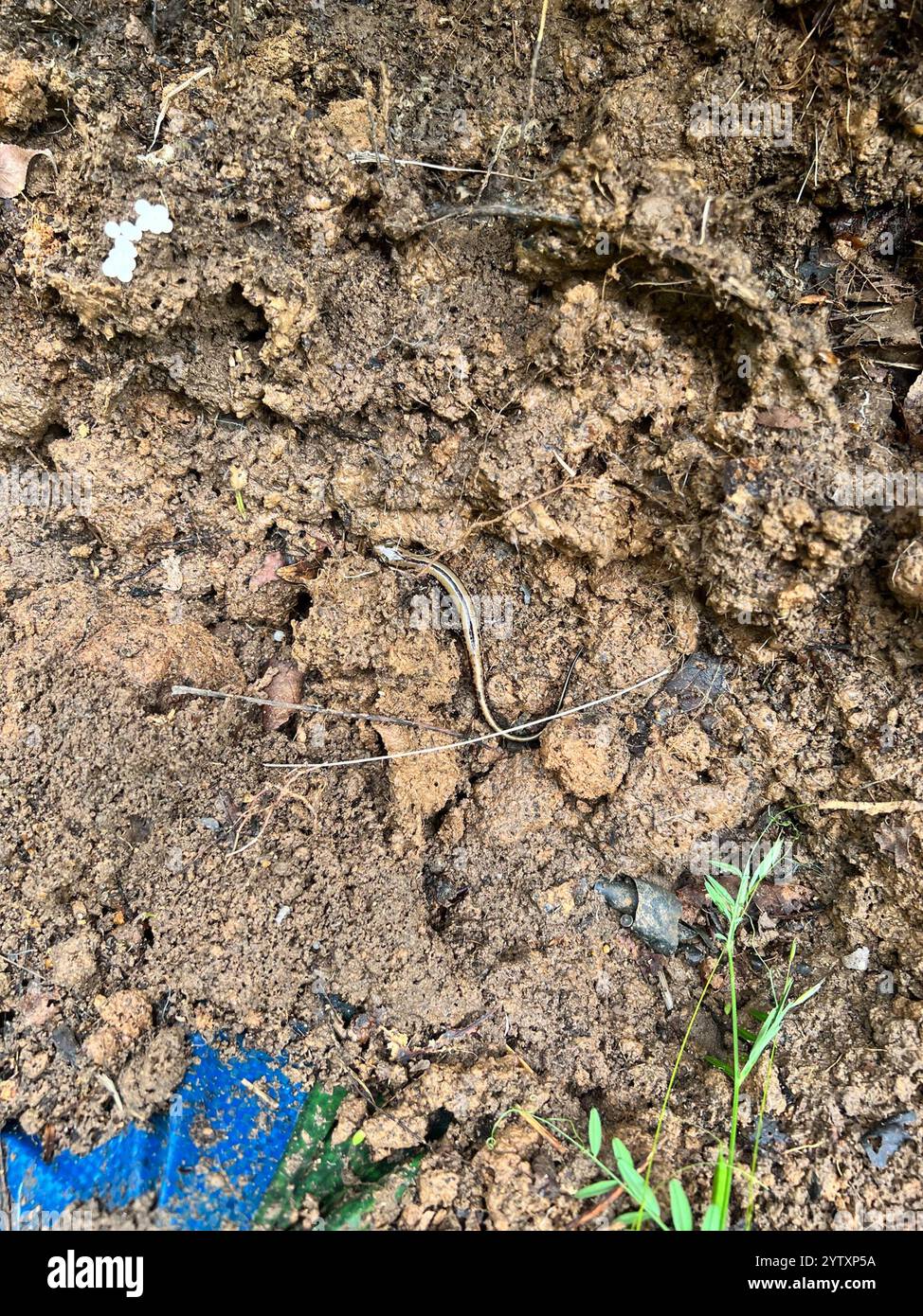 Three-lined Salamander (Eurycea guttolineata Stock Photo - Alamy