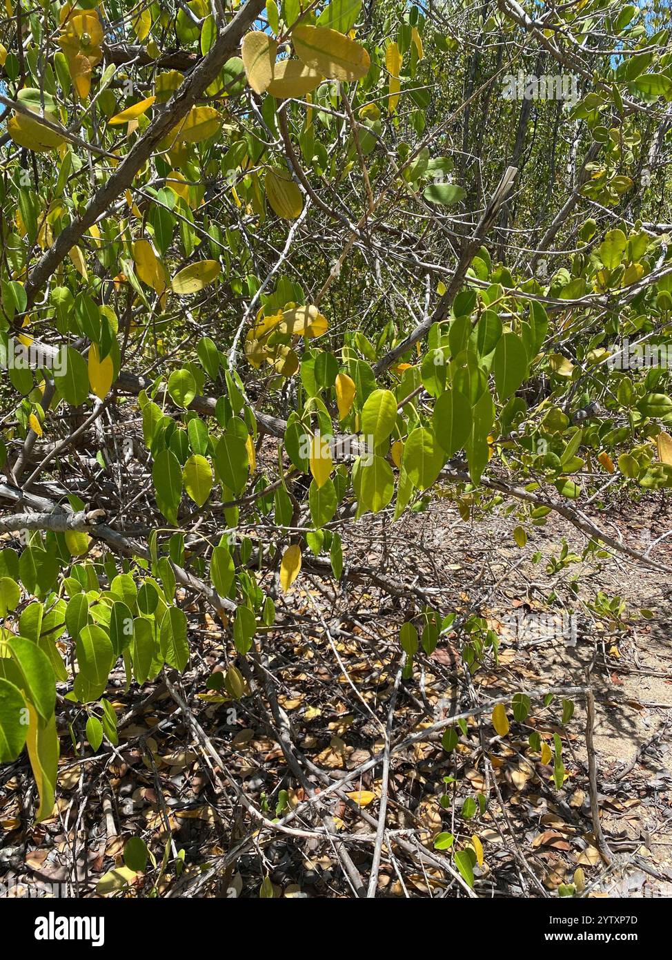 Manchineel (Hippomane mancinella Stock Photo - Alamy
