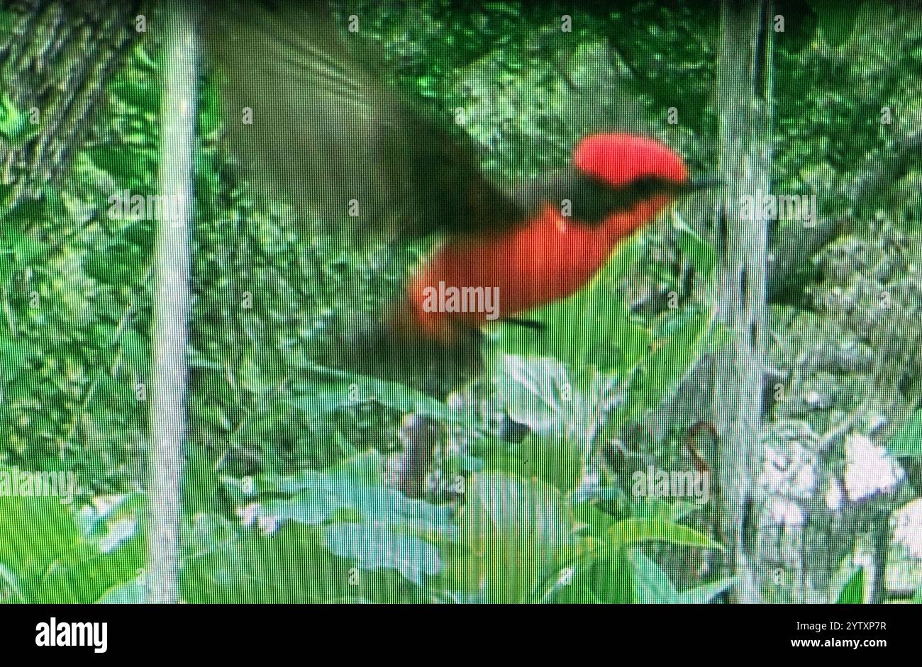 Vermilion Flycatcher (Pyrocephalus rubinus Stock Photo - Alamy