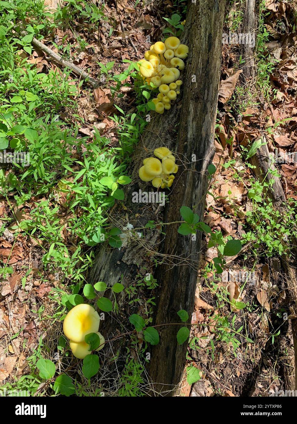 Golden Oyster Mushroom (Pleurotus citrinopileatus Stock Photo - Alamy