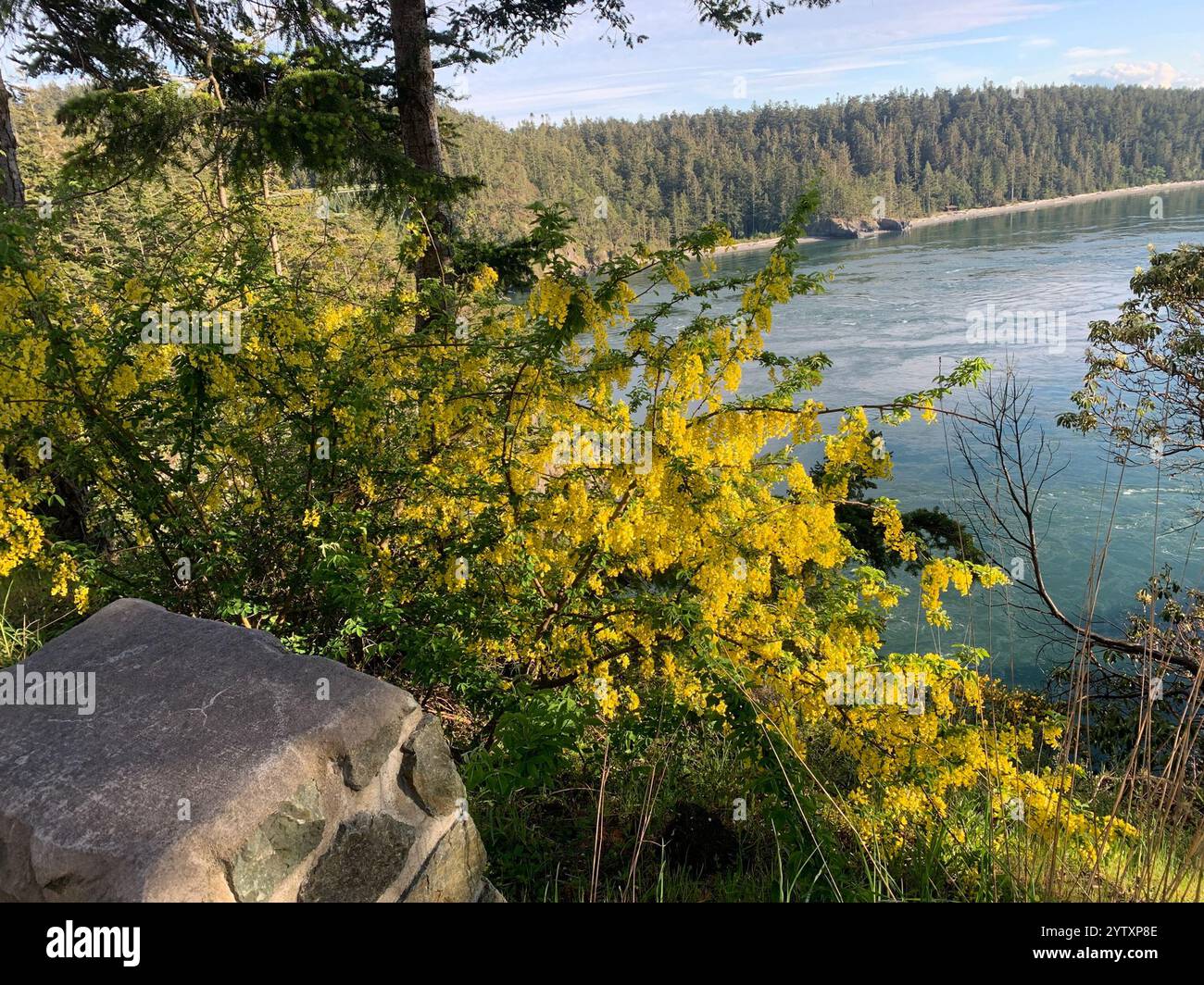 Common Laburnum (Laburnum anagyroides Stock Photo - Alamy