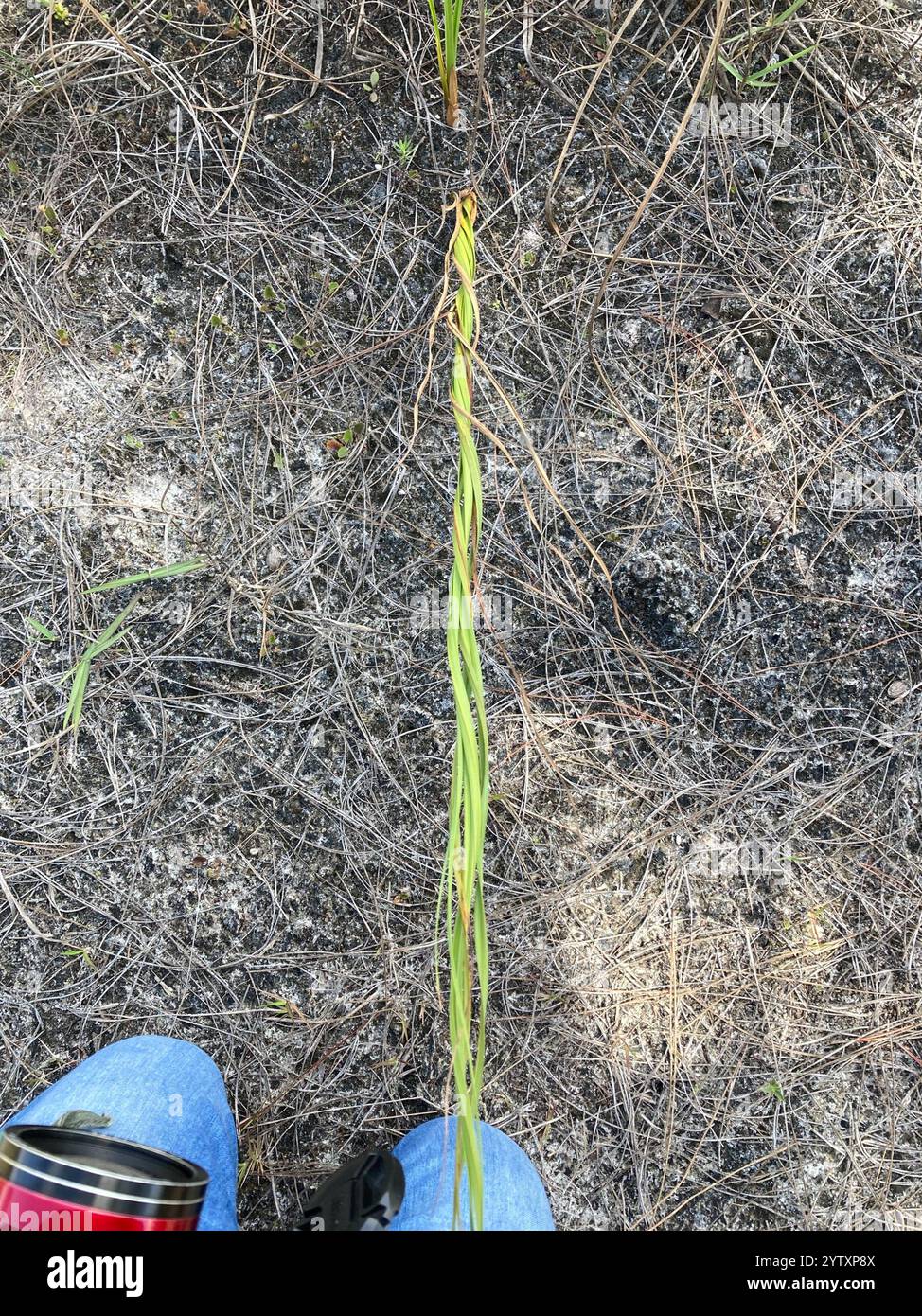 grasses, sedges, cattails, and allies (Poales Stock Photo - Alamy