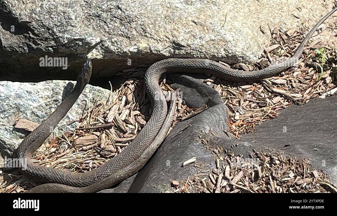 Northern Watersnake (Nerodia sipedon sipedon Stock Photo - Alamy