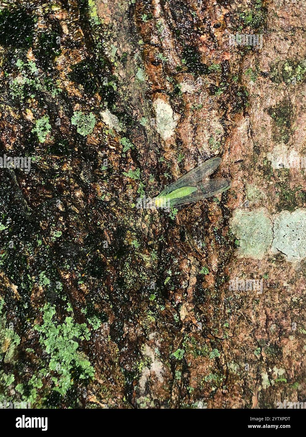 Lichen-carrying Green Lacewing (Leucochrysa pavida Stock Photo - Alamy