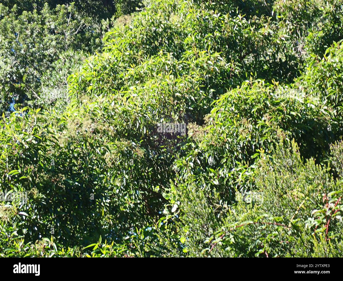 Nuxia floribunda hi-res stock photography and images - Alamy