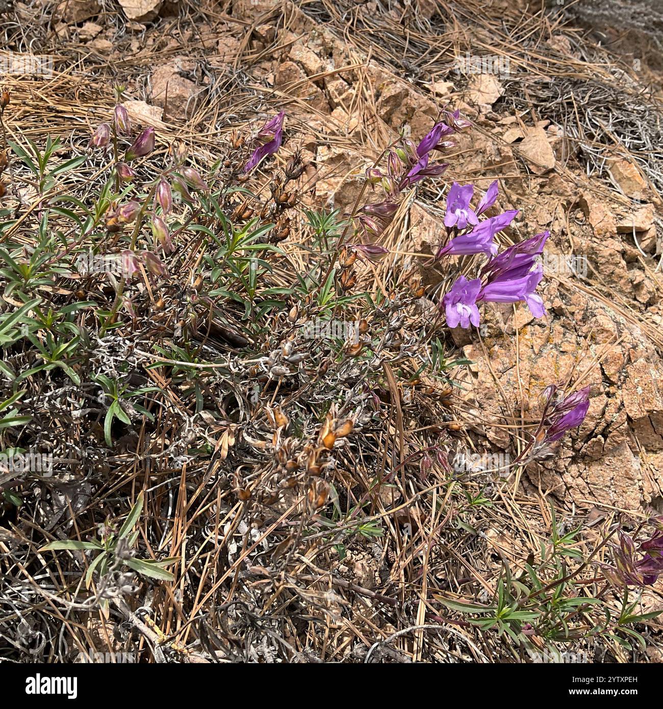 Bush Penstemon (Penstemon fruticosus Stock Photo - Alamy