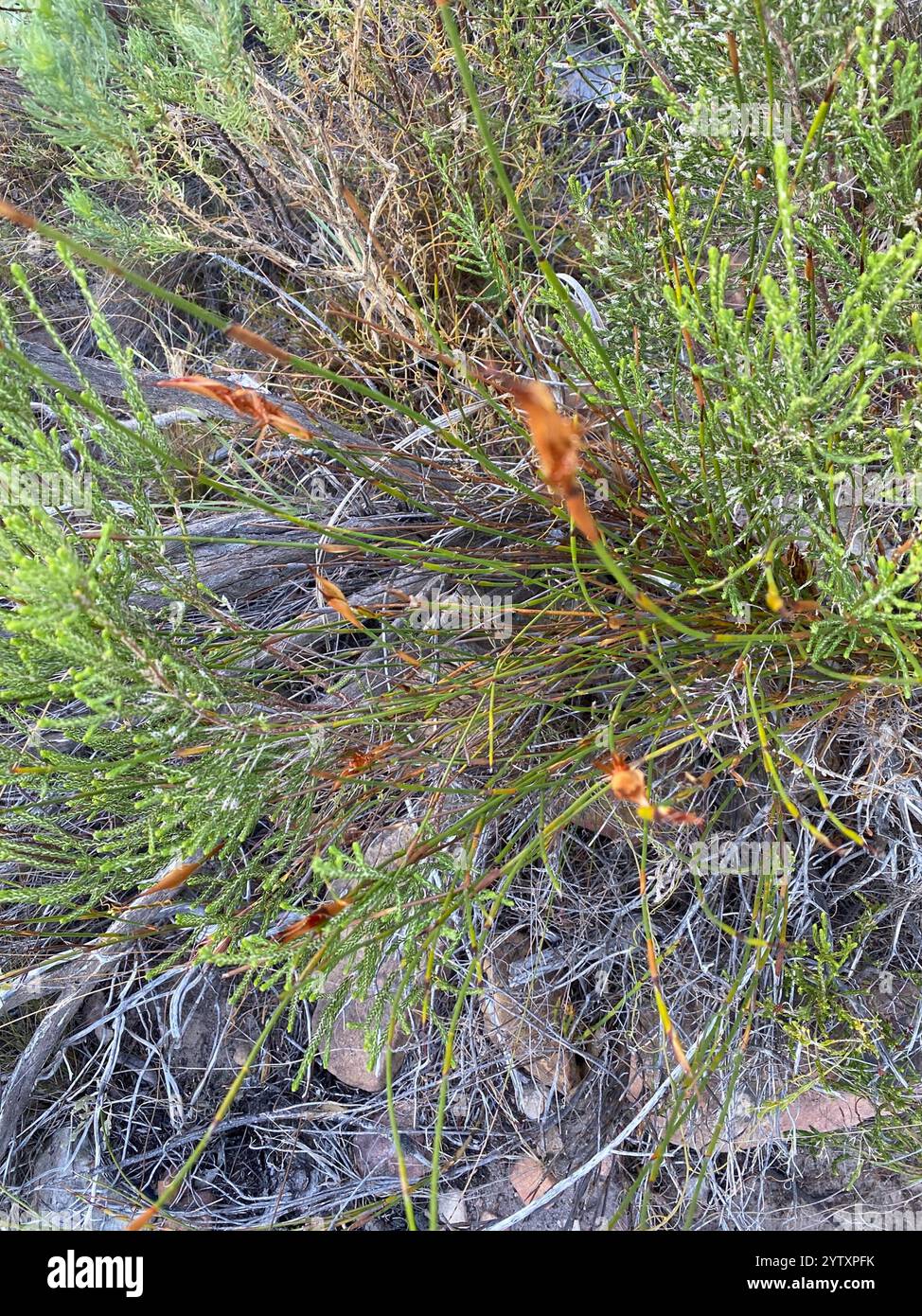 Restiads hi-res stock photography and images - Alamy