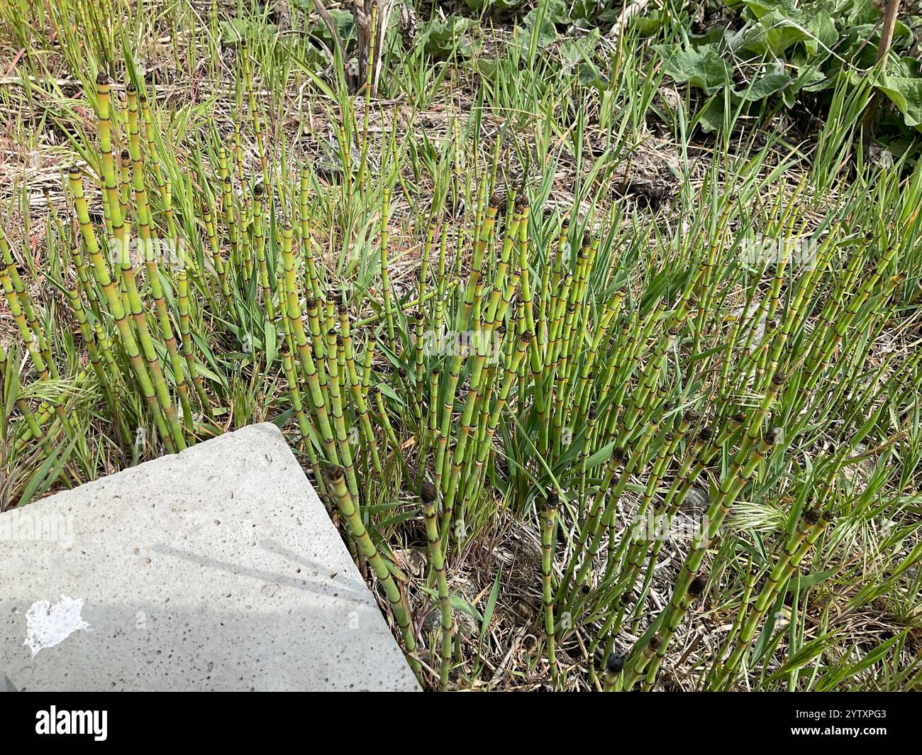 rough horsetail (Equisetum hyemale Stock Photo - Alamy