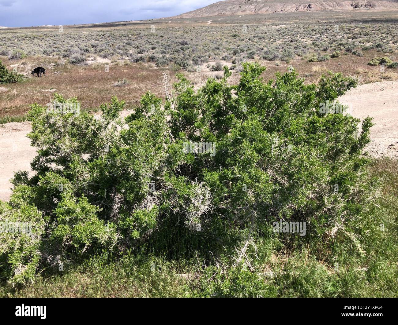 Greasewood hi-res stock photography and images - Alamy