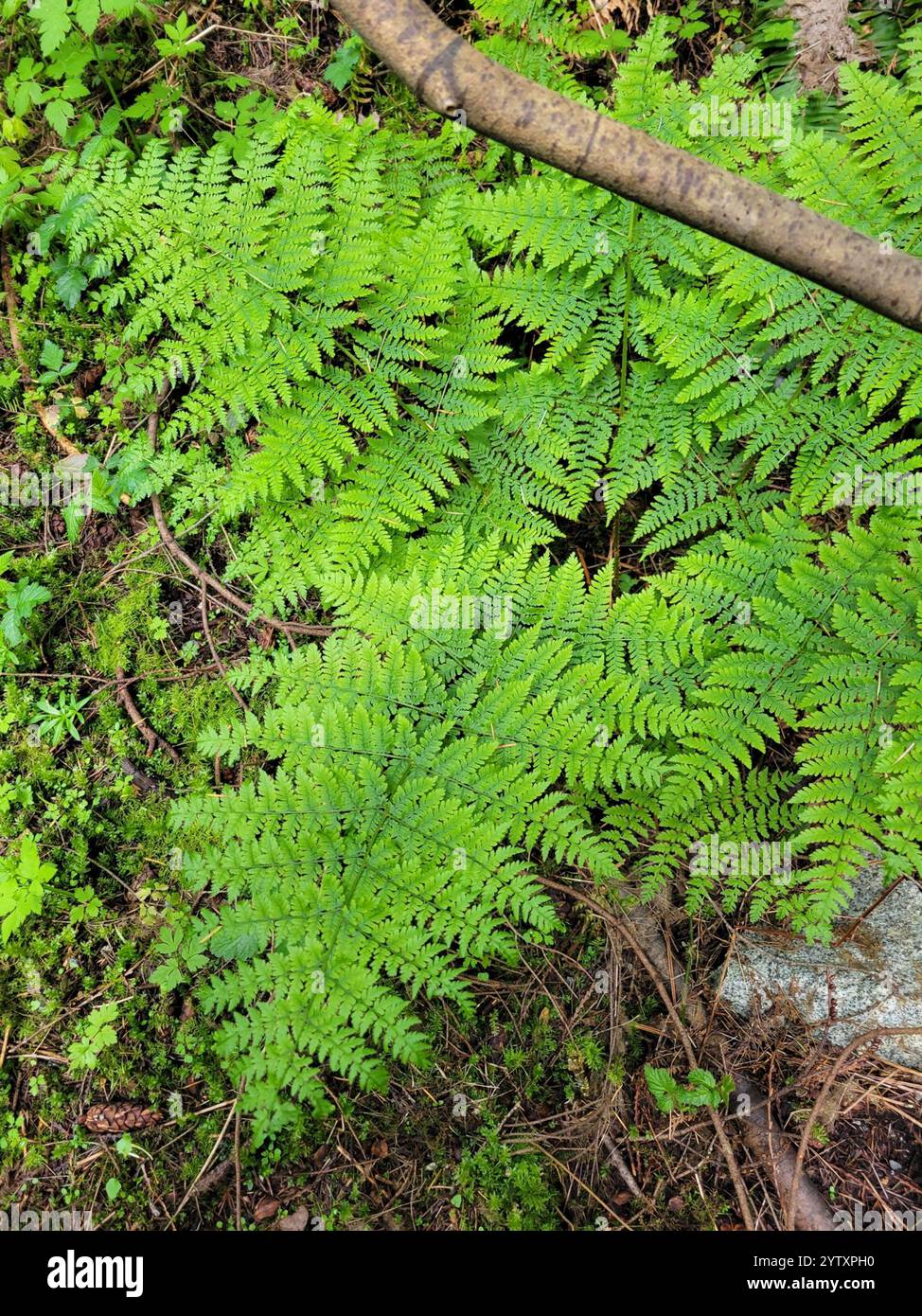 spreading wood fern (Dryopteris expansa Stock Photo - Alamy
