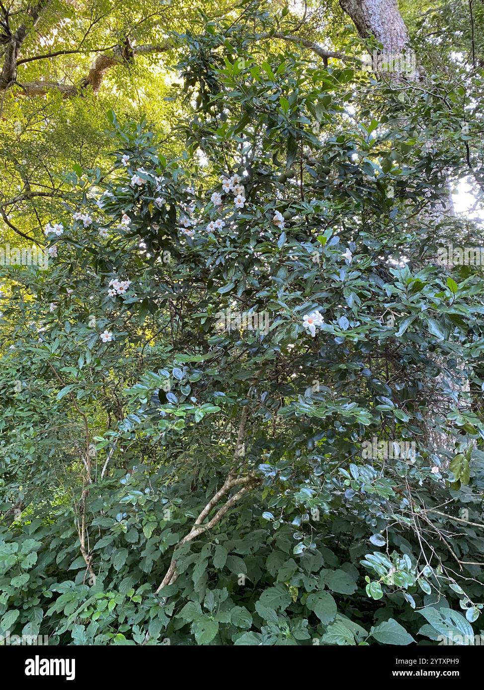 Bell-Gardenia (Rothmannia globosa Stock Photo - Alamy