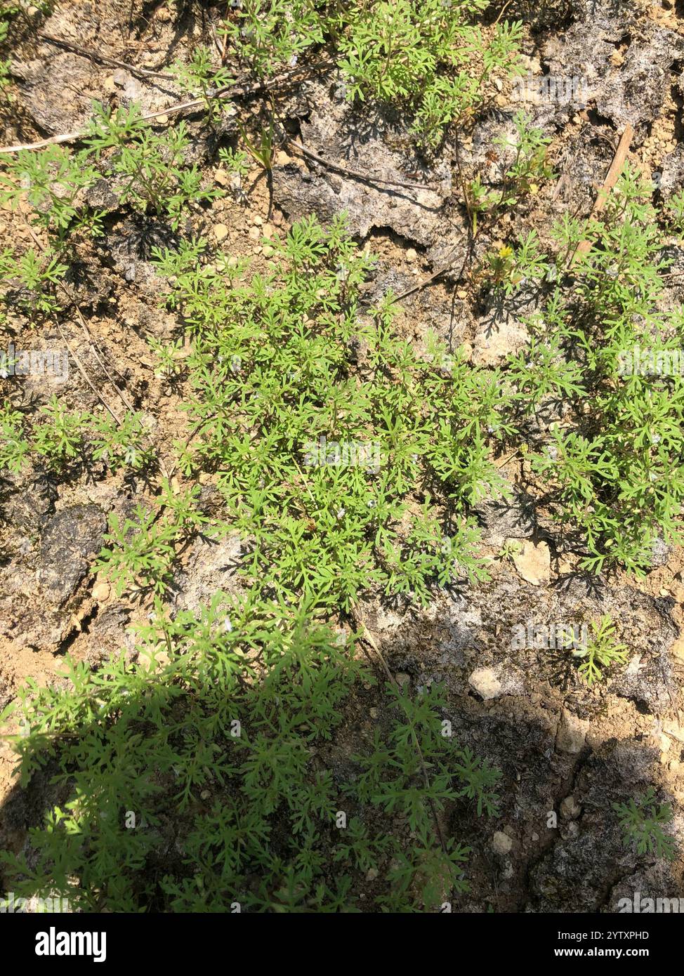 Obi-Wan conobea (Leucospora multifida Stock Photo - Alamy