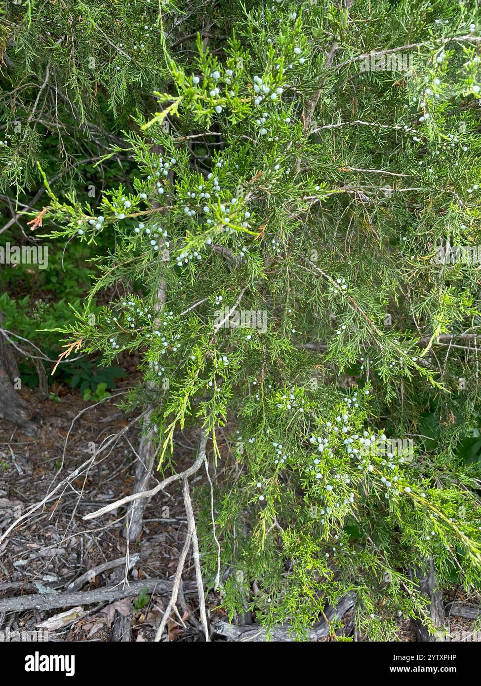 eastern redcedar (Juniperus virginiana Stock Photo - Alamy