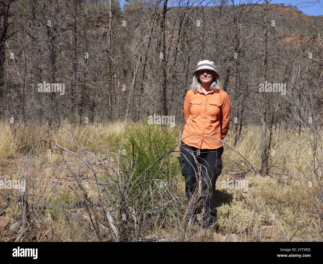 camel poison (Codonocarpus pyramidalis Stock Photo - Alamy