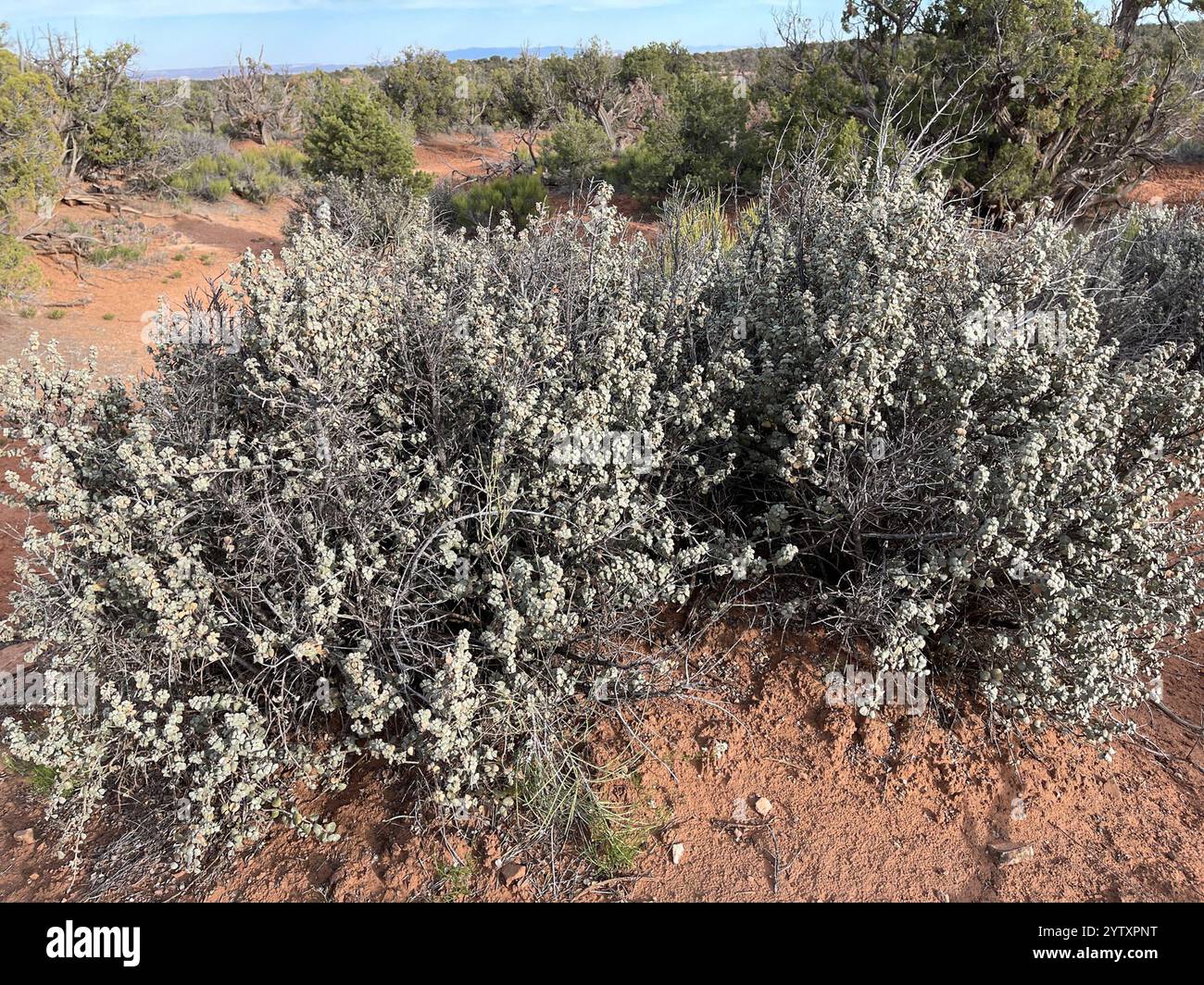 Shepherdia rotundifolia hi-res stock photography and images - Alamy