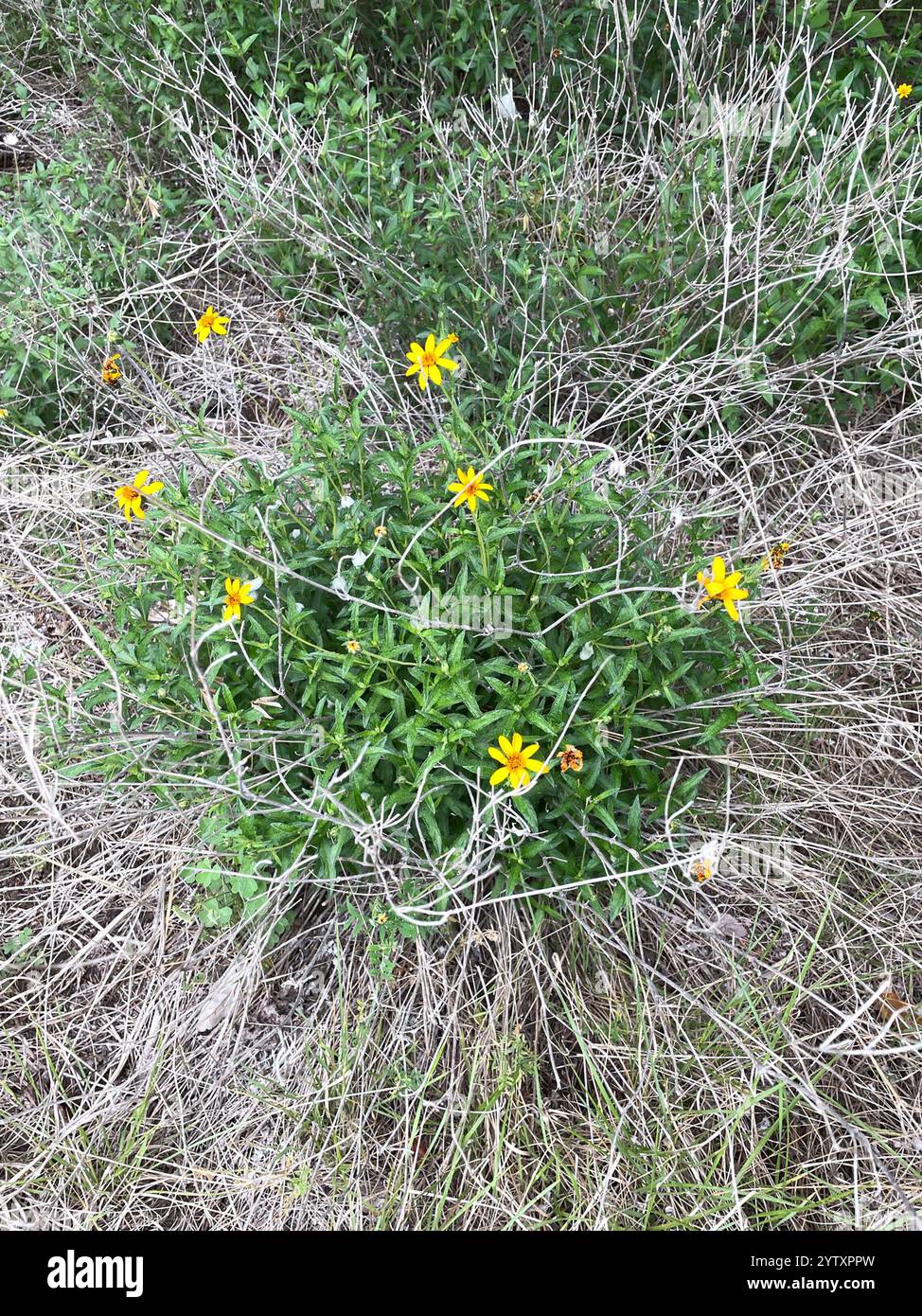 Texas creeping-oxeye (Wedelia hispida Stock Photo - Alamy