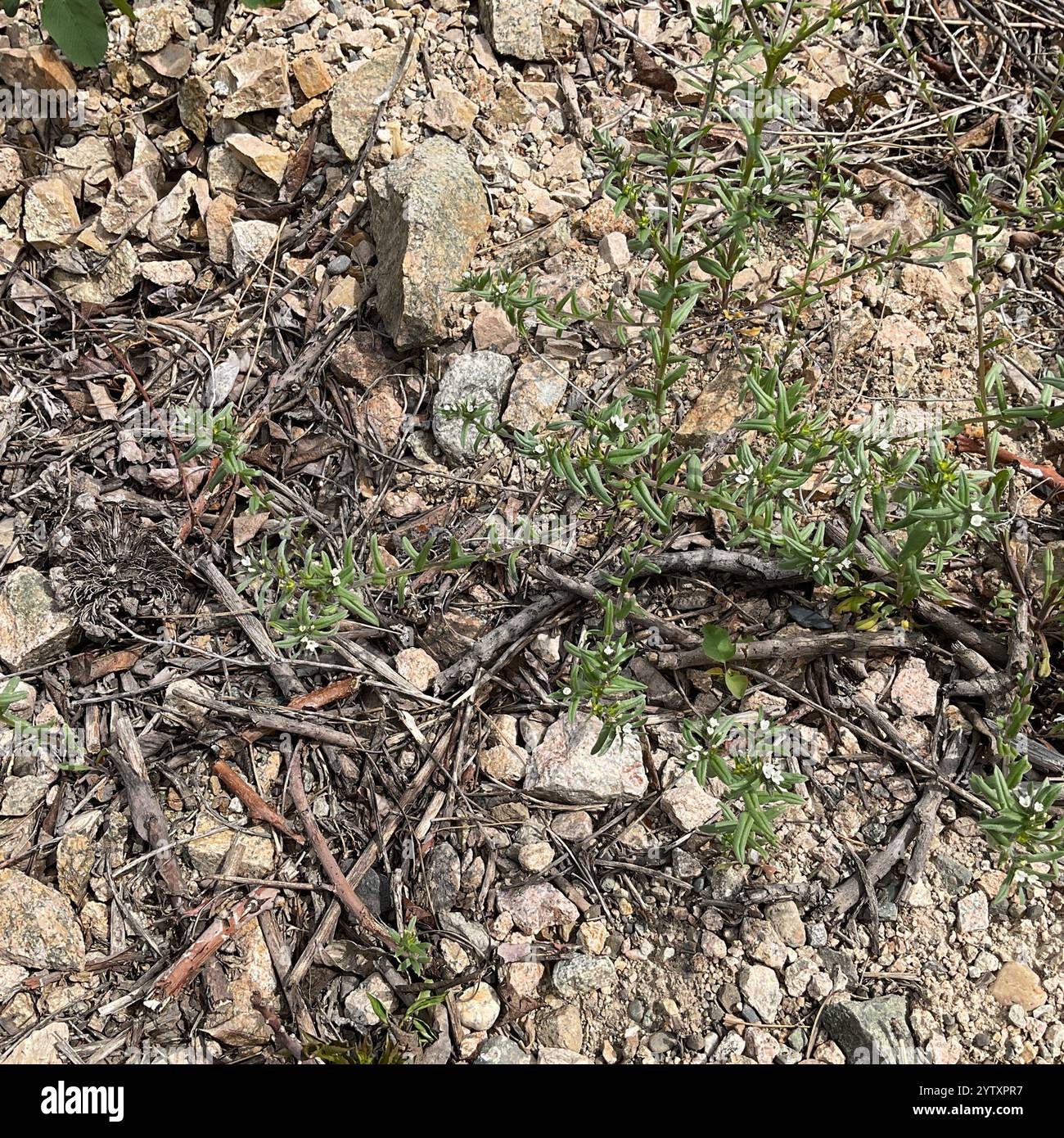 corn gromwell (Buglossoides arvensis Stock Photo - Alamy