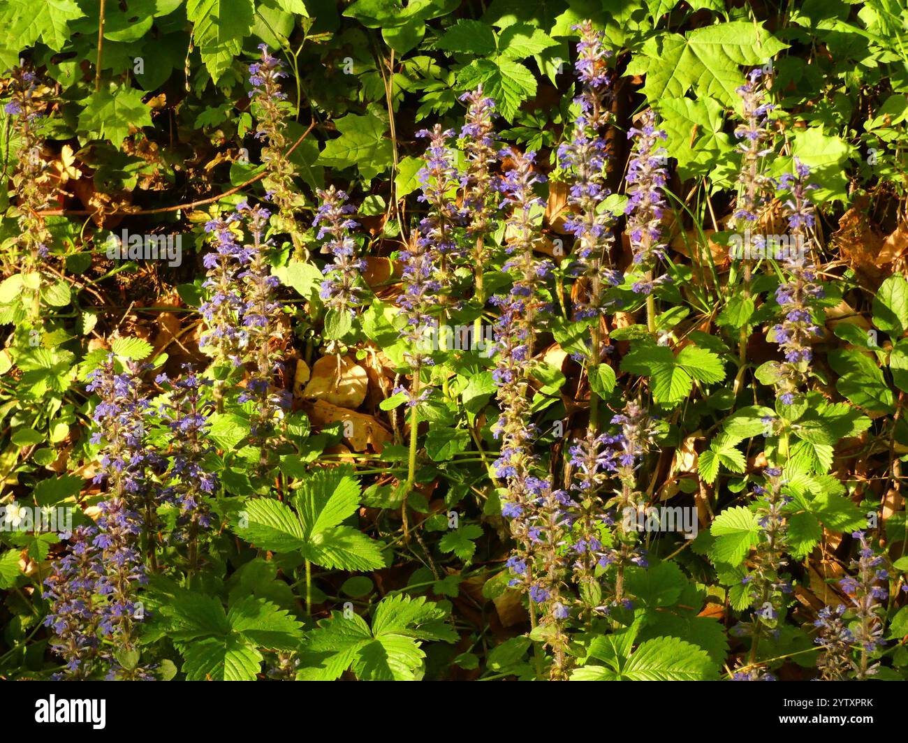 mint family (Lamiaceae Stock Photo - Alamy