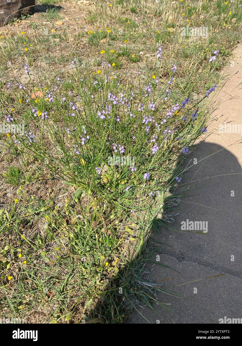 Texas vervain (Verbena halei Stock Photo - Alamy