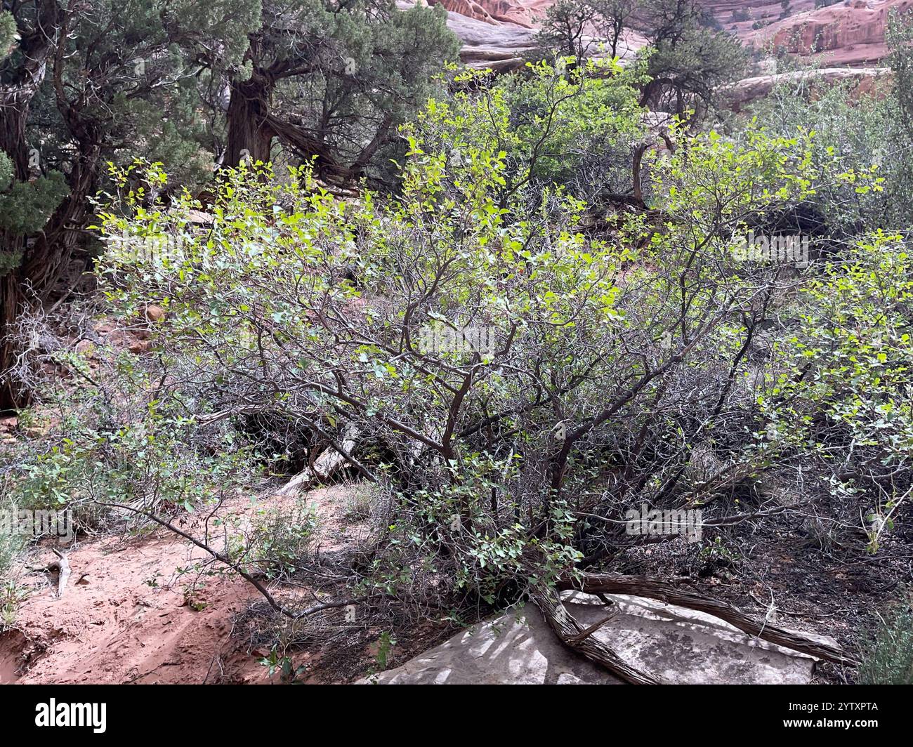 fragrant sumac (Rhus aromatica Stock Photo - Alamy