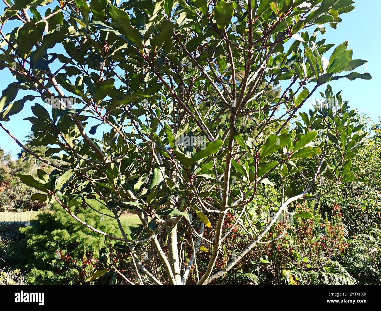 Cape beech (Rapanea melanophloeos Stock Photo - Alamy