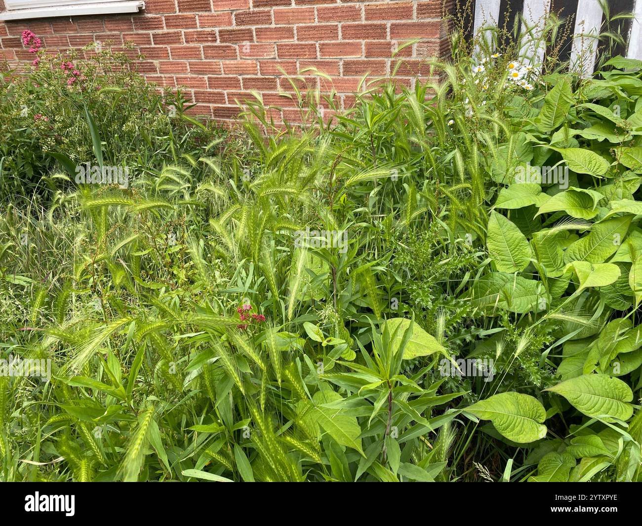 wall barley (Hordeum murinum Stock Photo - Alamy