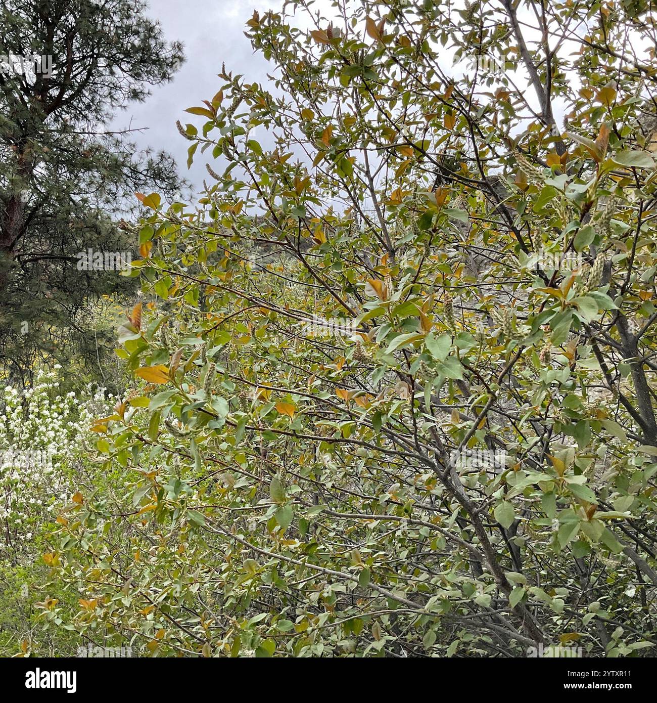 chokecherry (Prunus virginiana Stock Photo - Alamy