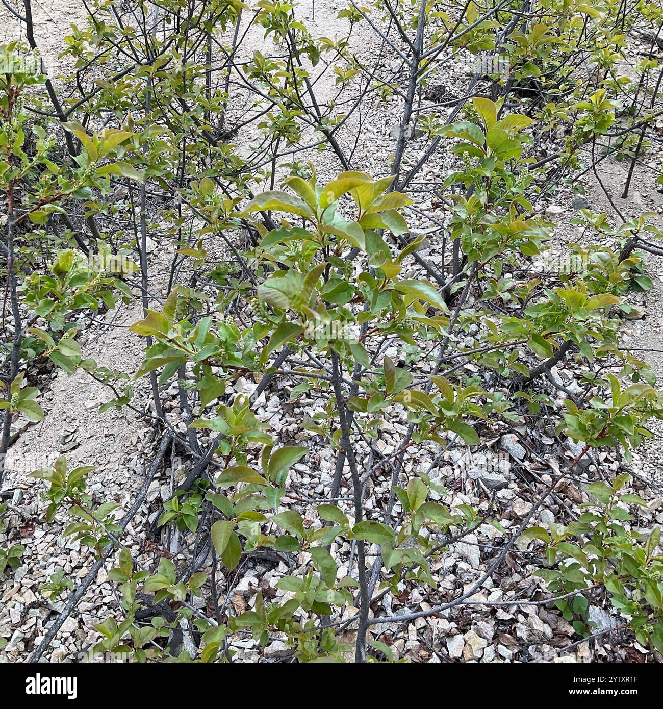 chokecherry (Prunus virginiana Stock Photo - Alamy