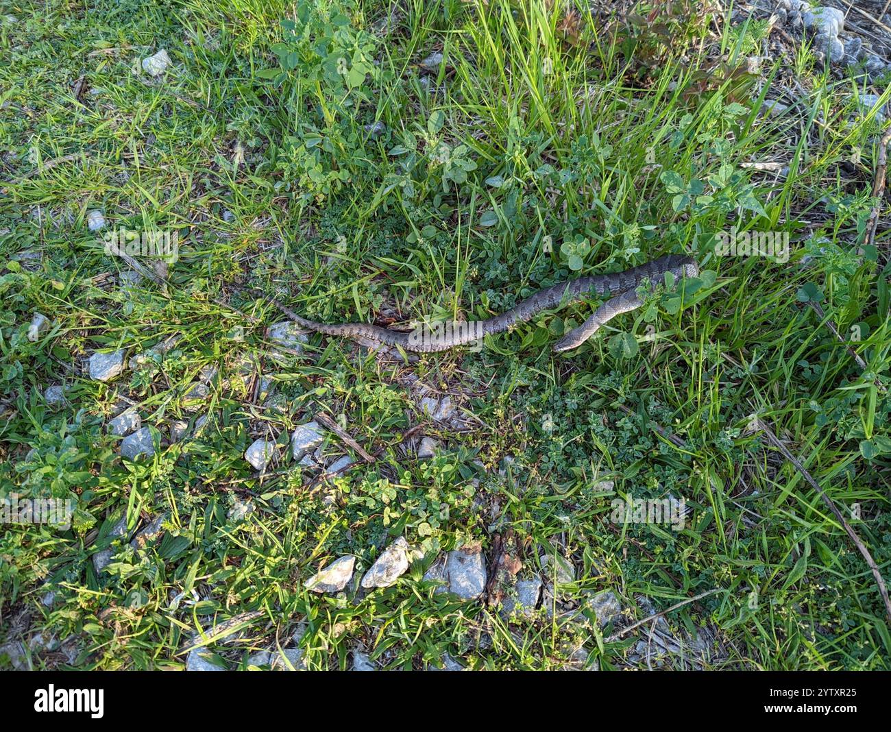 Common Watersnake (Nerodia sipedon Stock Photo - Alamy
