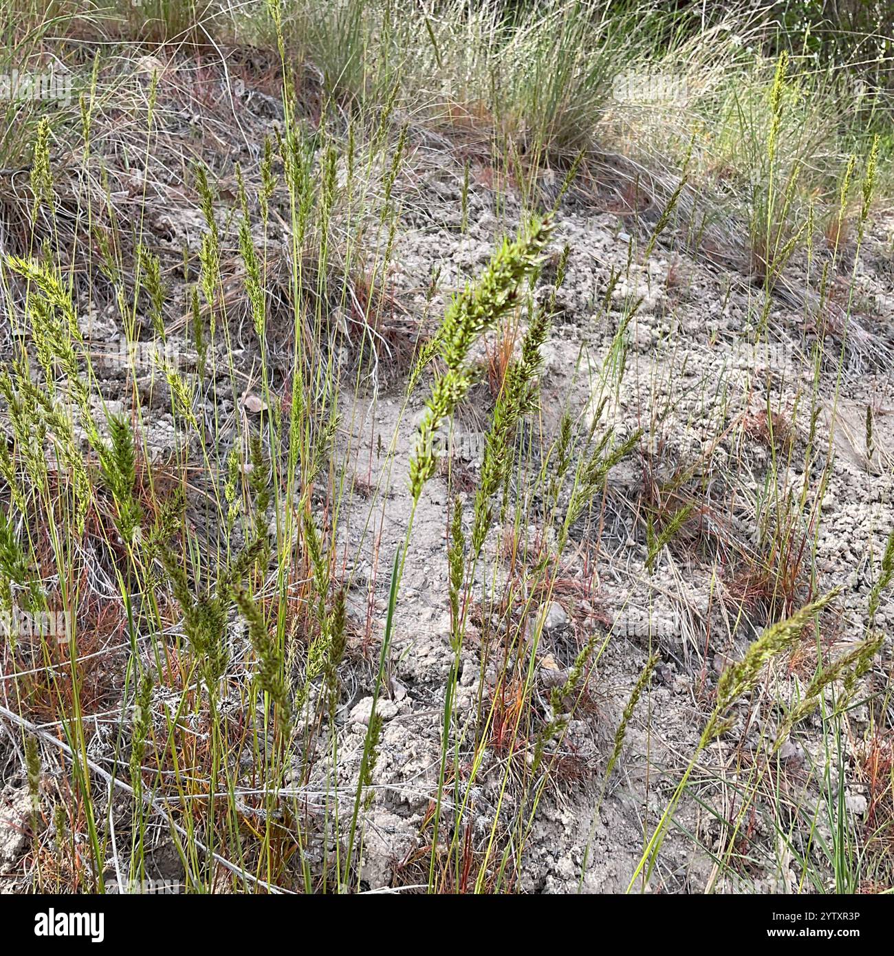 Bulbous Bluegrass (Poa bulbosa Stock Photo - Alamy