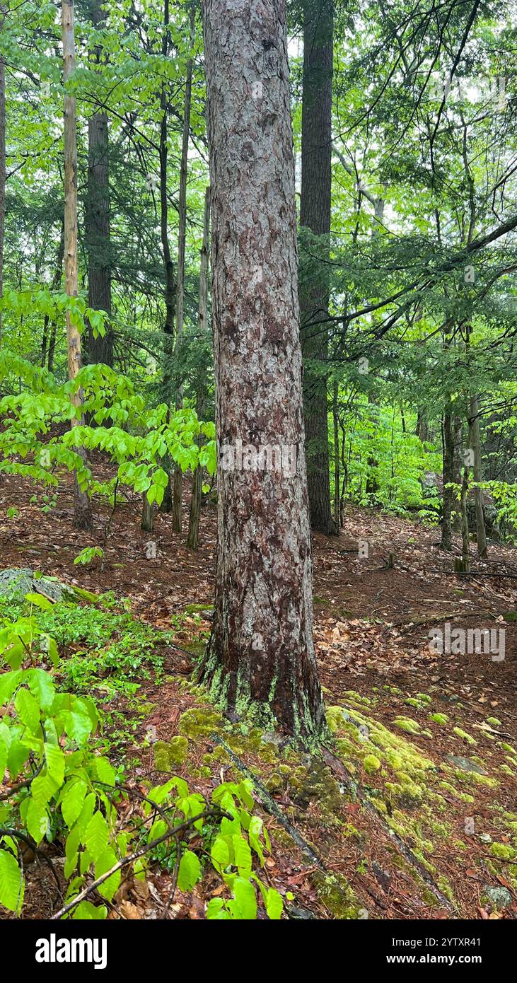 red pine (Pinus resinosa Stock Photo - Alamy