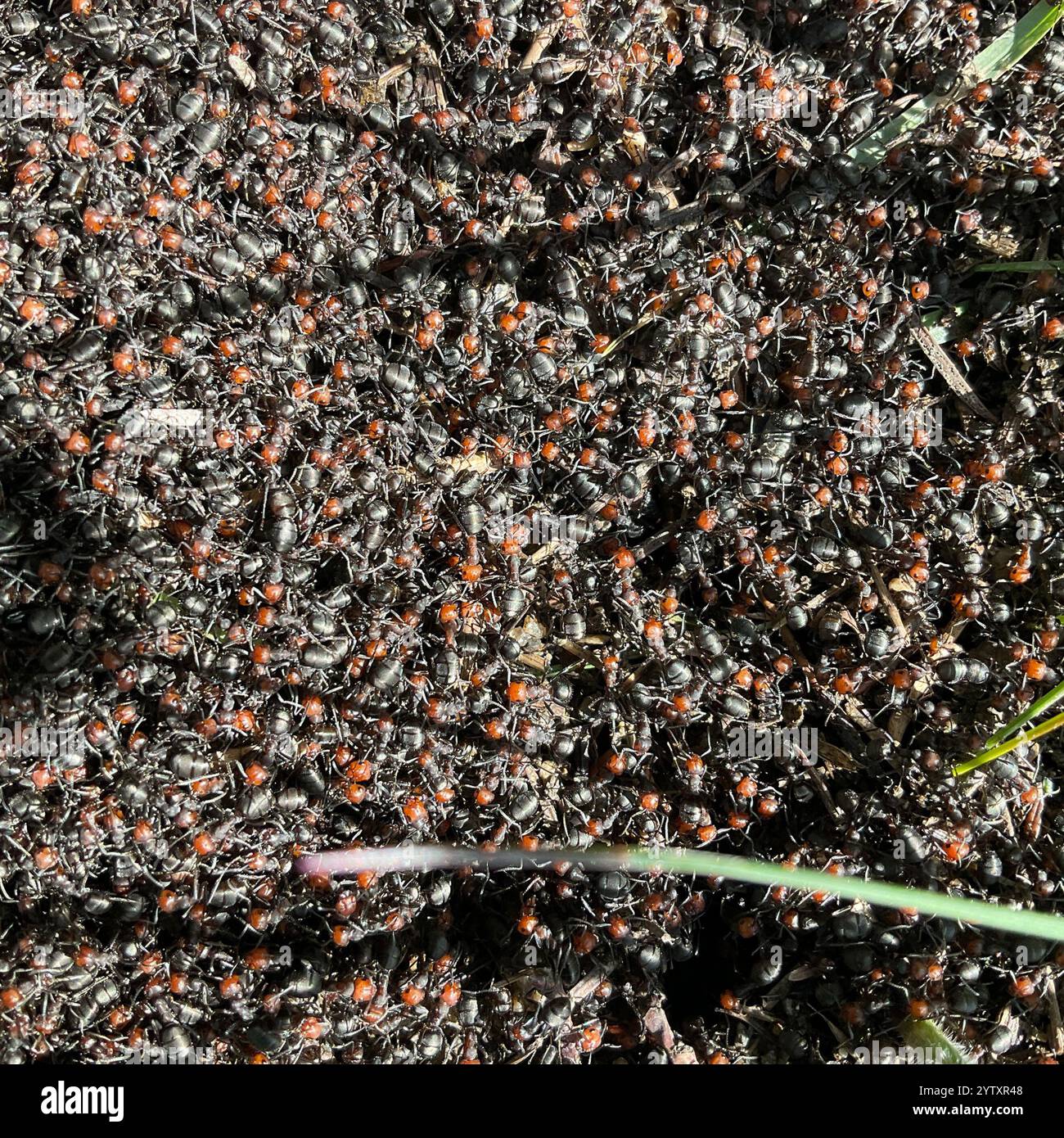 Western Thatching Ant (Formica obscuripes Stock Photo - Alamy
