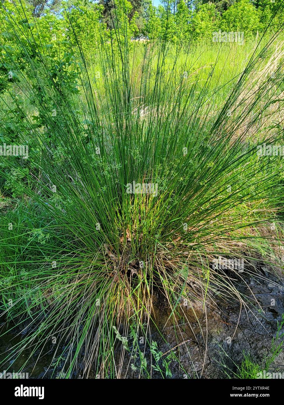 Soft Rush (Juncus effusus Stock Photo - Alamy