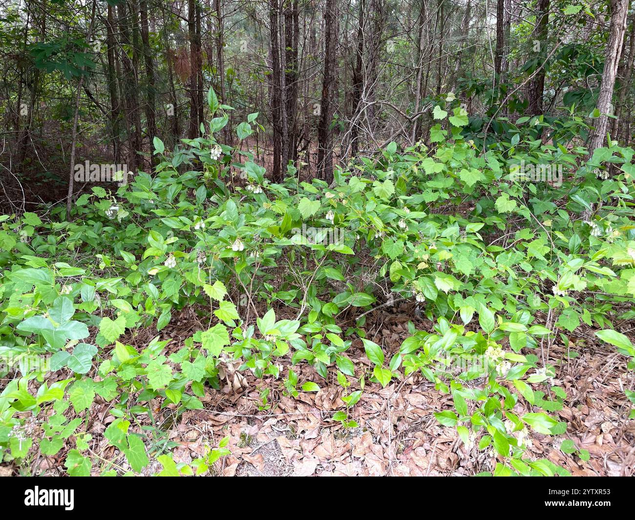 staggerbush (Lyonia mariana Stock Photo - Alamy